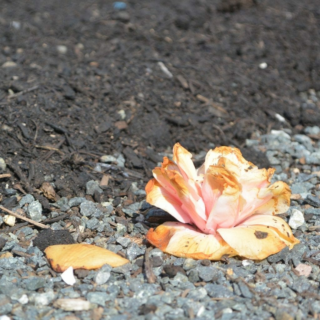 Blog of a Bereaved Mother: Sleep - Adrian James Hernandez