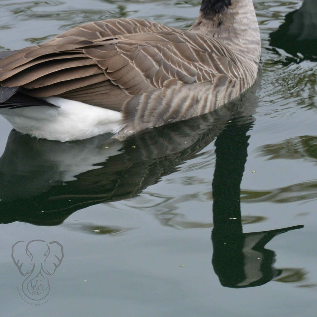 My experience with the 4th Trimester Bodies Project